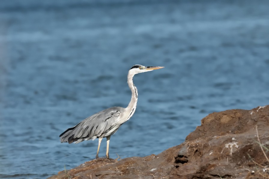 Quoi faire à Notre-Dame-du-Portage?
